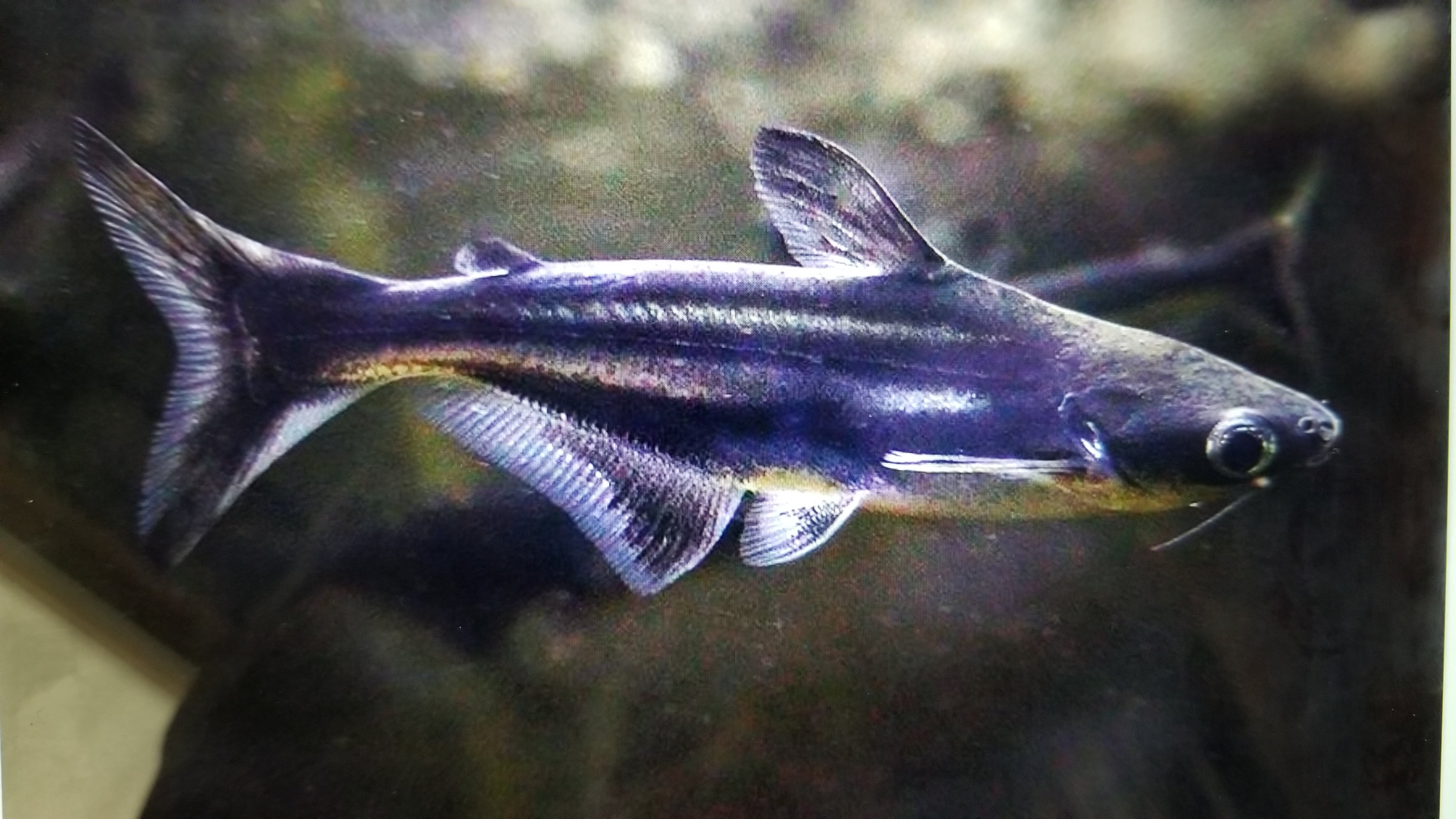Iridescent Shark Full Grown